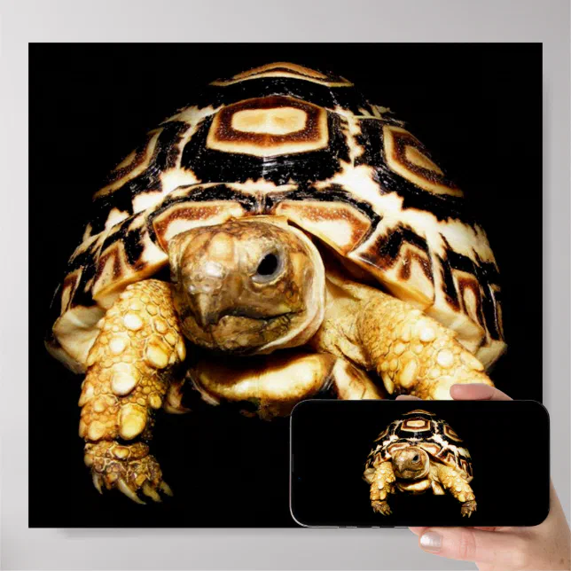 Leopard Tortoise Poster | Zazzle