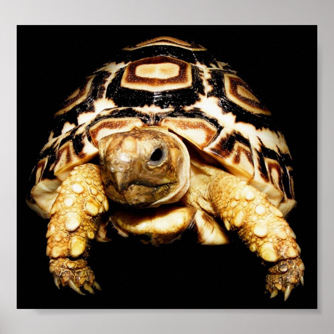 Leopard Tortoise Poster | Zazzle