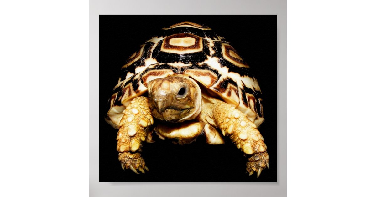 Leopard Tortoise Poster | Zazzle