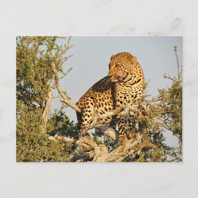 leopard wild postcard | Zazzle