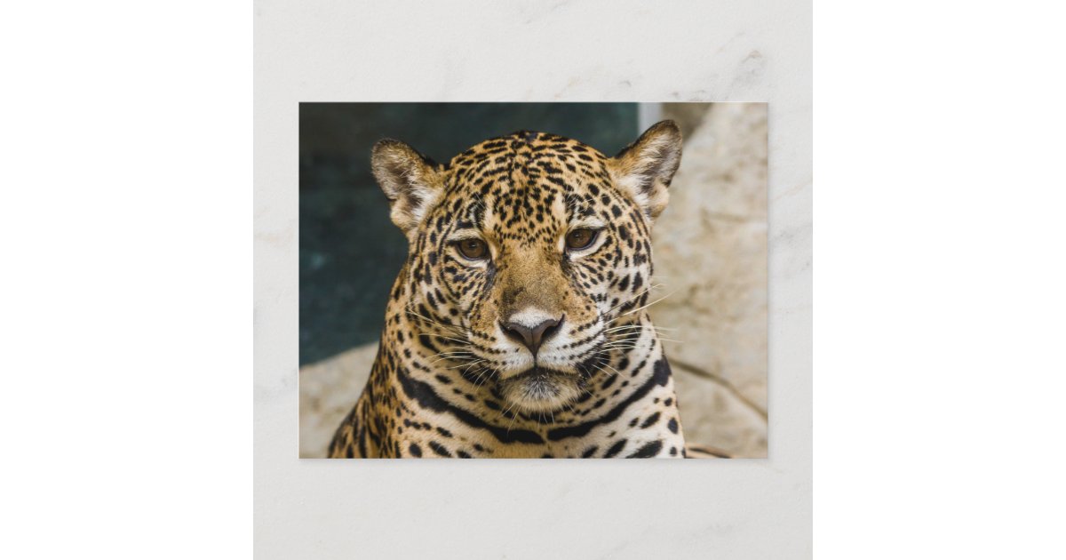 Leopard Wildcat Face Postcard | Zazzle