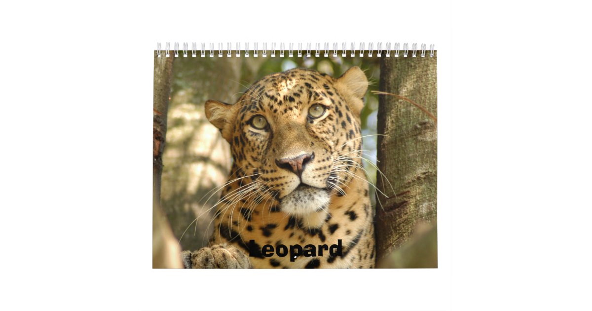 LeopardCheetaro013, Leopard Calendar | Zazzle
