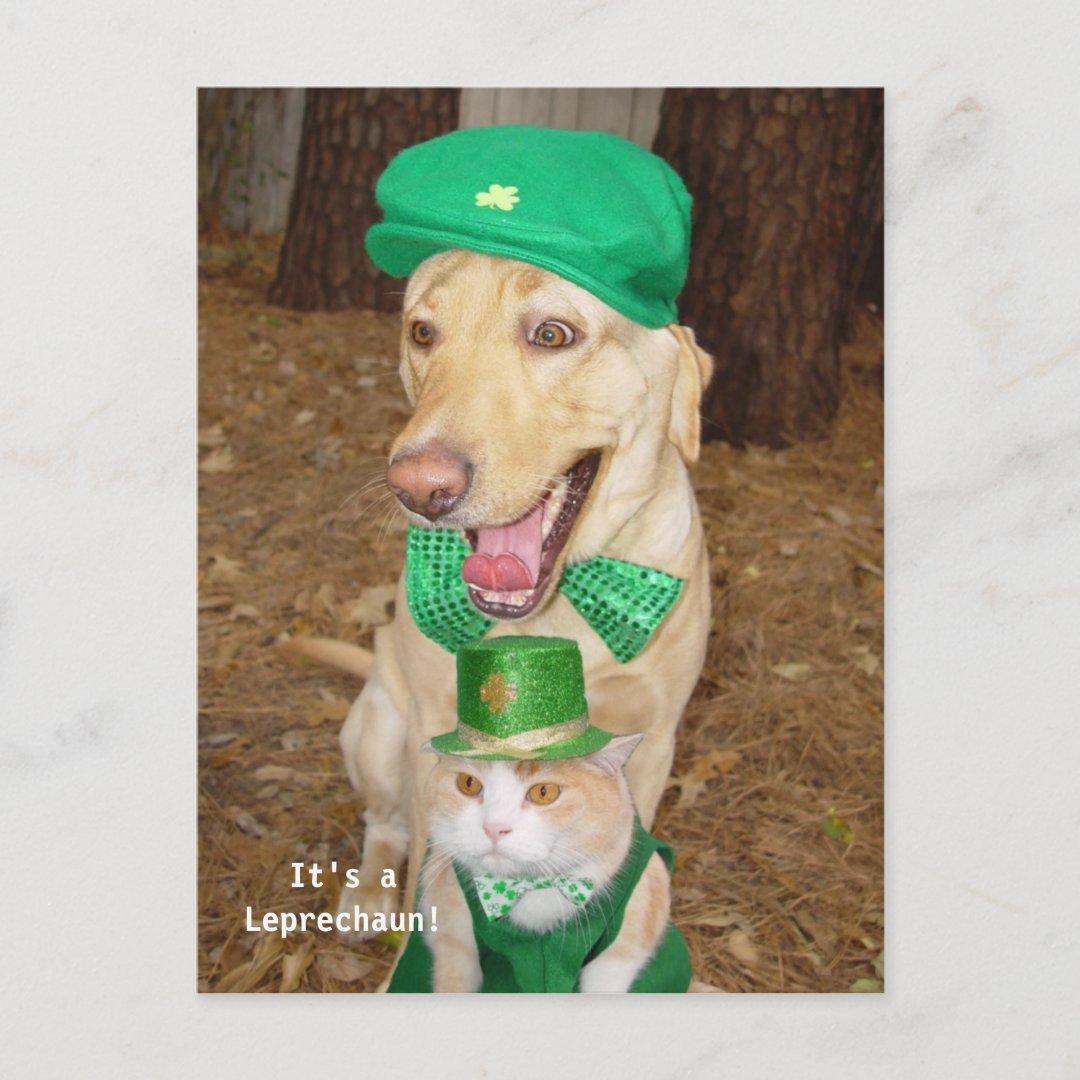 Leprechaun Sighting! Postcard | Zazzle