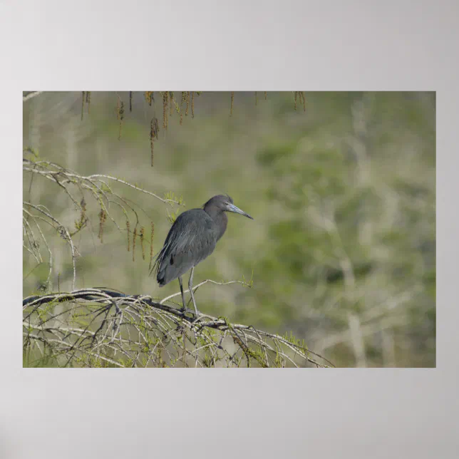 Lesser Blue Heron Everglades NAtional Park Poster | Zazzle