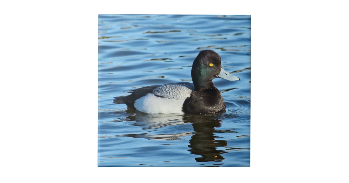 Lesser Scaup - Bluebill Duck Drake Ceramic Tile | Zazzle