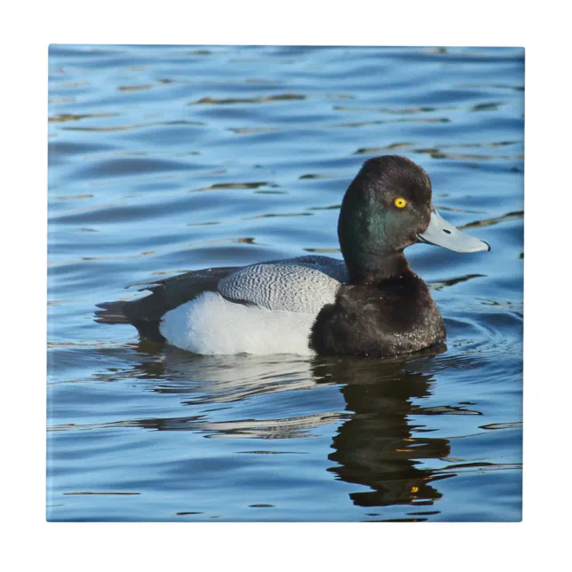 Lesser Scaup - Bluebill Duck Drake Ceramic Tile | Zazzle