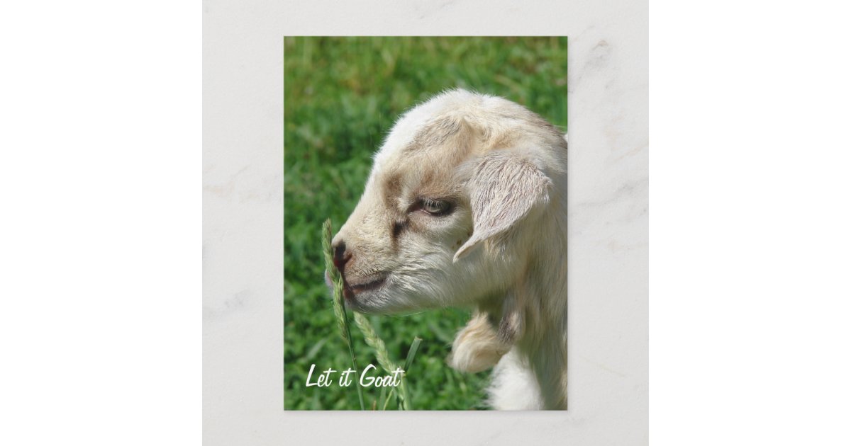 Let it Goat Postcard | Zazzle