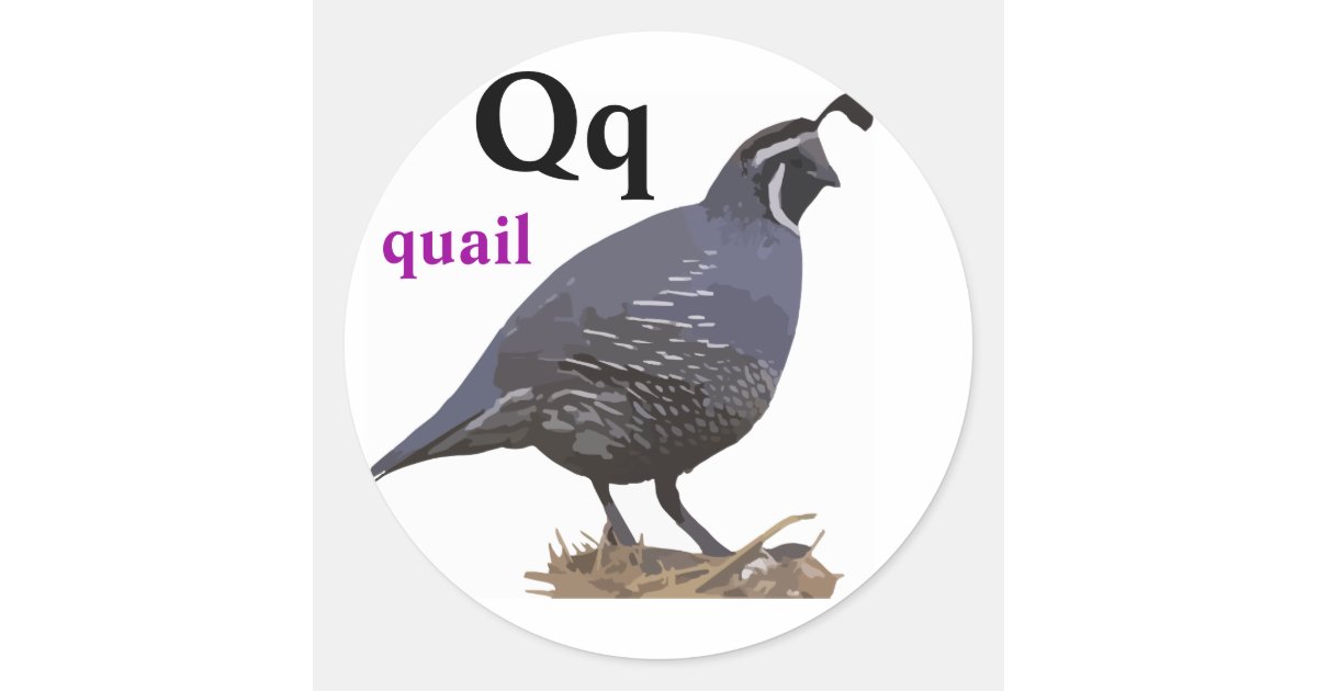 Letter Q quail Stickers | Zazzle