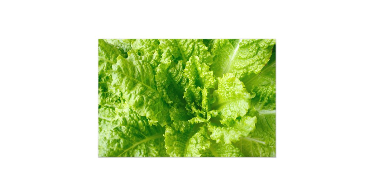 Lettuce Photo Print | Zazzle