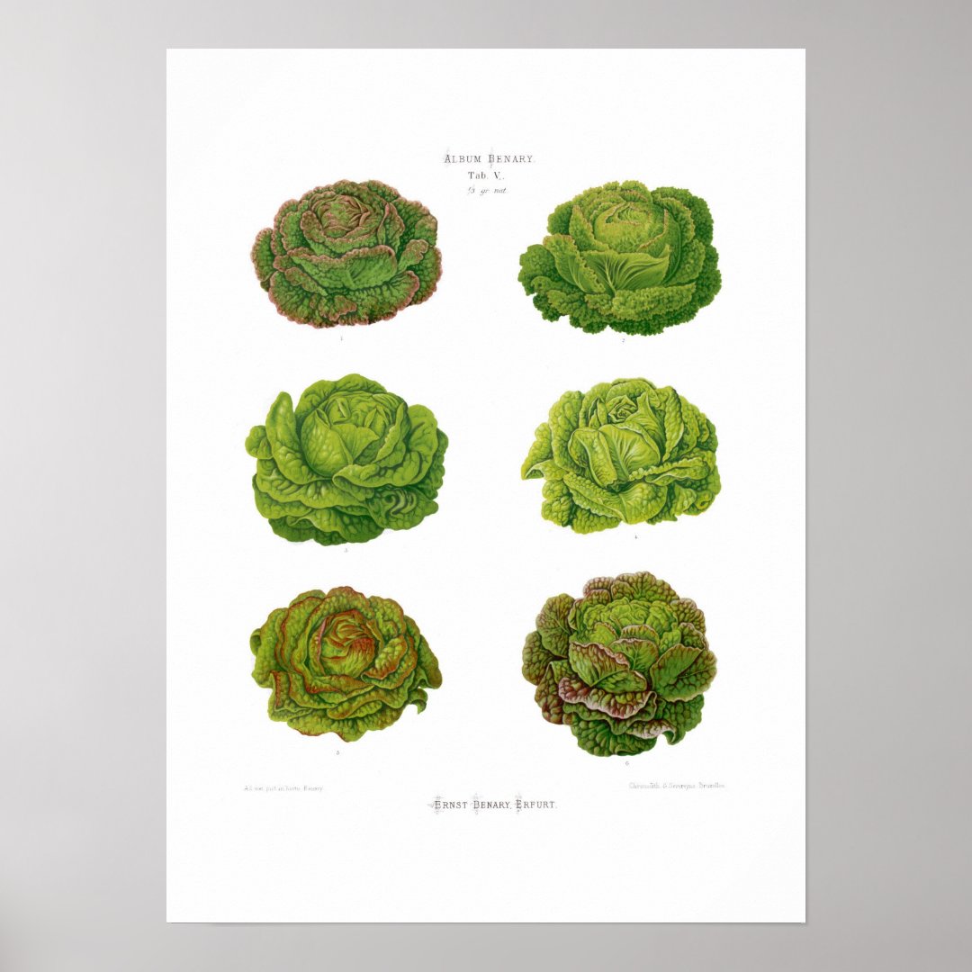 Lettuces Poster | Zazzle