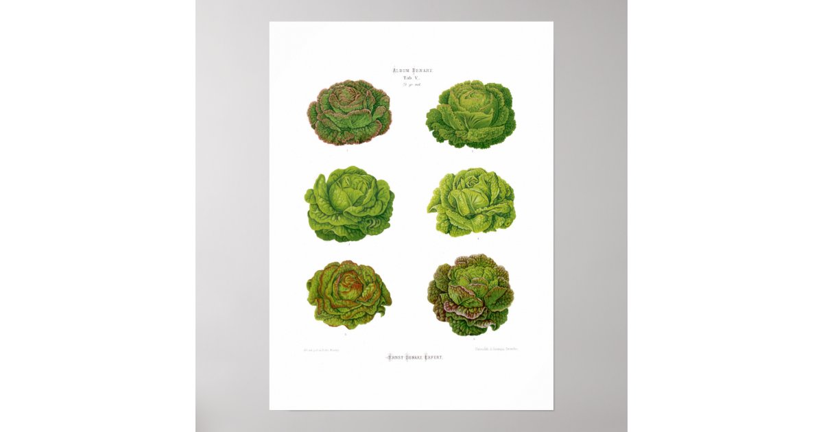 Lettuces Poster | Zazzle