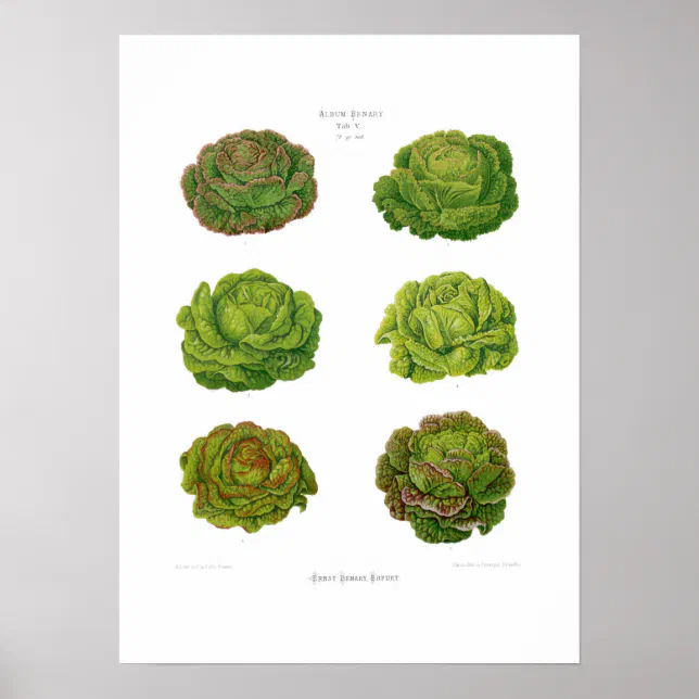 Lettuces Poster | Zazzle