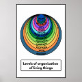 Levels of organization of living things poster | Zazzle