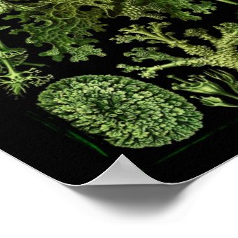 Lichens (Lichenes) in Greens on Black Poster | Zazzle