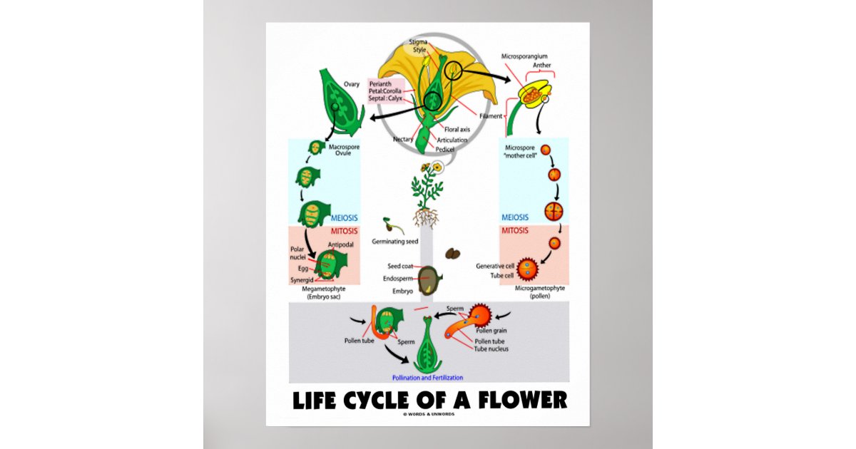 Life Cycle Of A Flower (Angiosperm) Poster | Zazzle