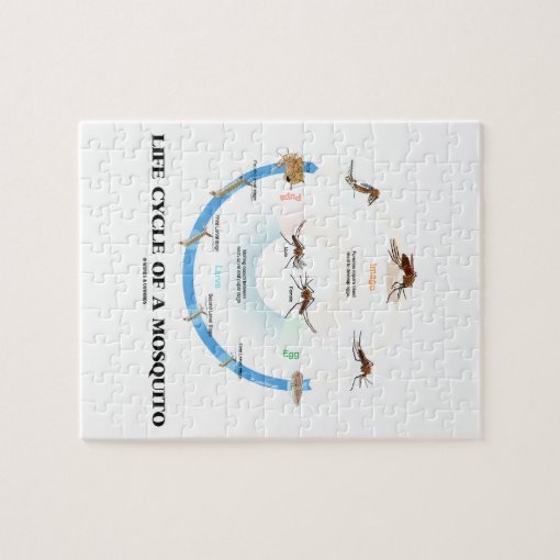 Life Cycle Of A Mosquito (Egg Larva Pupa Imago) Jigsaw Puzzle | Zazzle