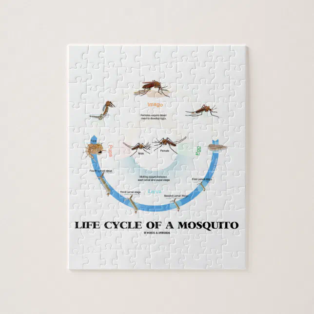 Life Cycle Of A Mosquito (Egg Larva Pupa Imago) Jigsaw Puzzle | Zazzle