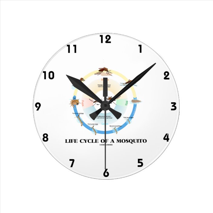 Life Cycle Of A Mosquito (Egg Larva Pupa Imago) Round Clock | Zazzle.com