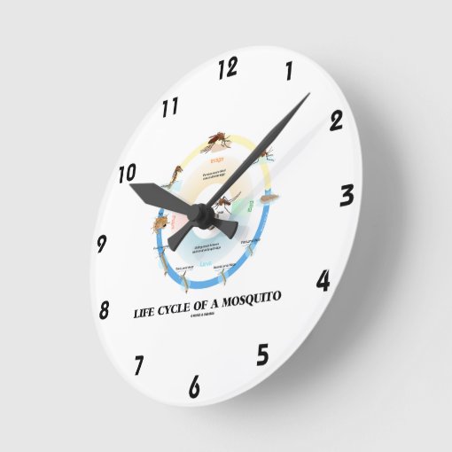 Life Cycle Of A Mosquito (Egg Larva Pupa Imago) Round Clock | Zazzle