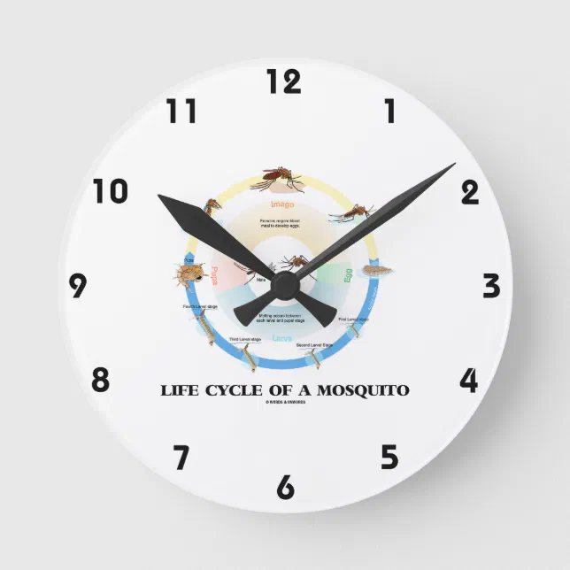 Life Cycle Of A Mosquito (Egg Larva Pupa Imago) Round Clock | Zazzle