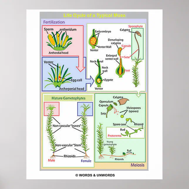 Life Cycle Of A Typical Moss (Bryophyte) Poster | Zazzle