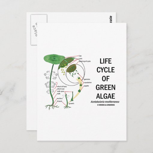 Life Cycle Of Green Algae Postcard | Zazzle