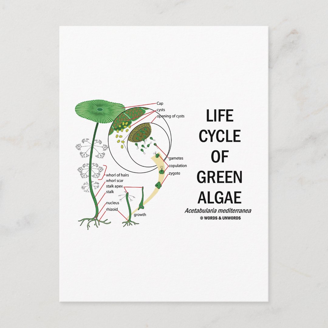 Life Cycle Of Green Algae Postcard | Zazzle