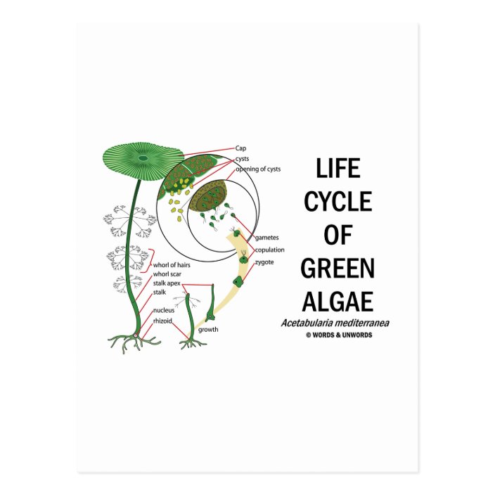 Life Cycle Of Green Algae Postcard | Zazzle.com