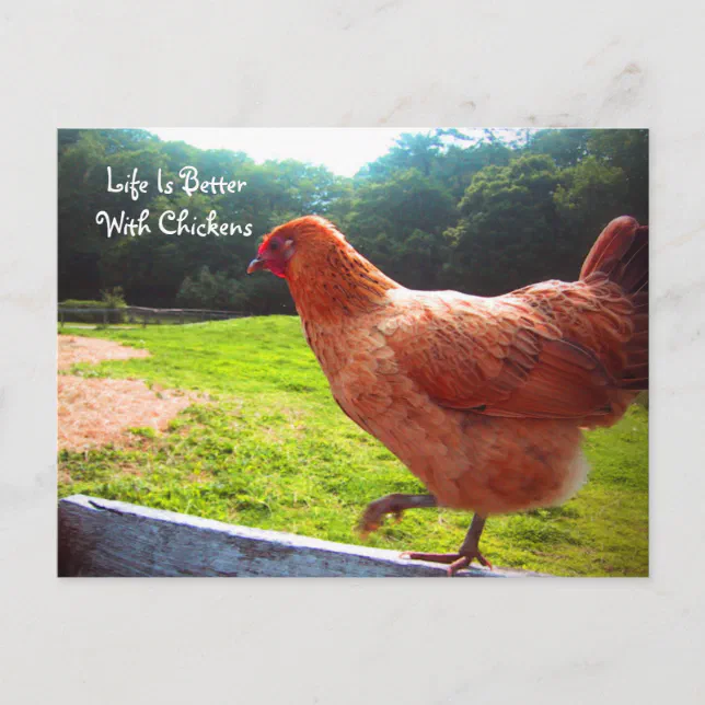 Life Is Better With Chickens Postcard | Zazzle