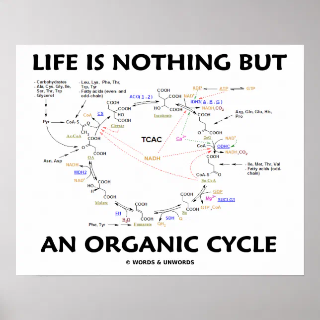 Life Is Nothing But An Organic Cycle Krebs Cycle Poster | Zazzle