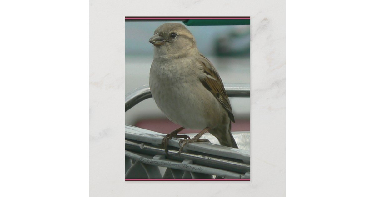 Lifted Love: Cart Bird Postcard | Zazzle