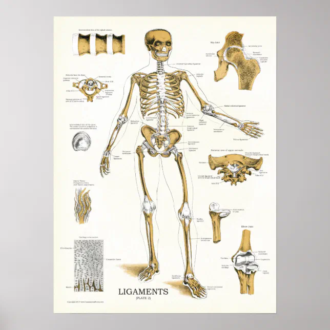 Ligaments and Joints Anatomy Poster | Zazzle