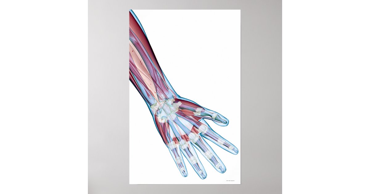 Ligaments in the Hand Poster | Zazzle