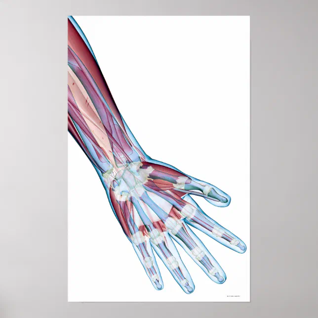 Ligaments in the Hand Poster | Zazzle