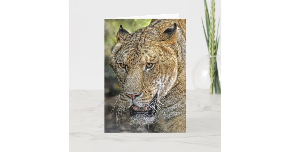 Liger Half Lion Half Tiger Card | Zazzle
