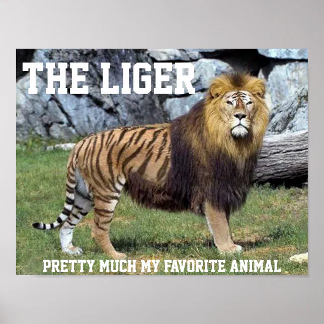 LIGER PRETTY MUCH MY FAVORITE ANIMAL POSTER | Zazzle