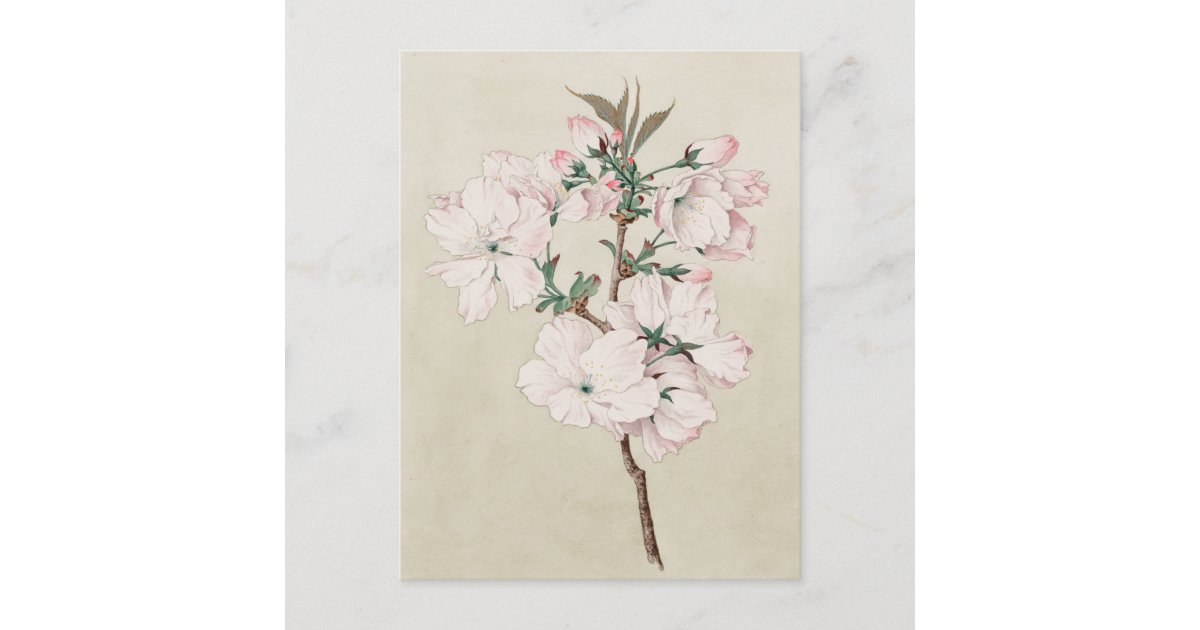 Light Pink Floral Postcard | Zazzle