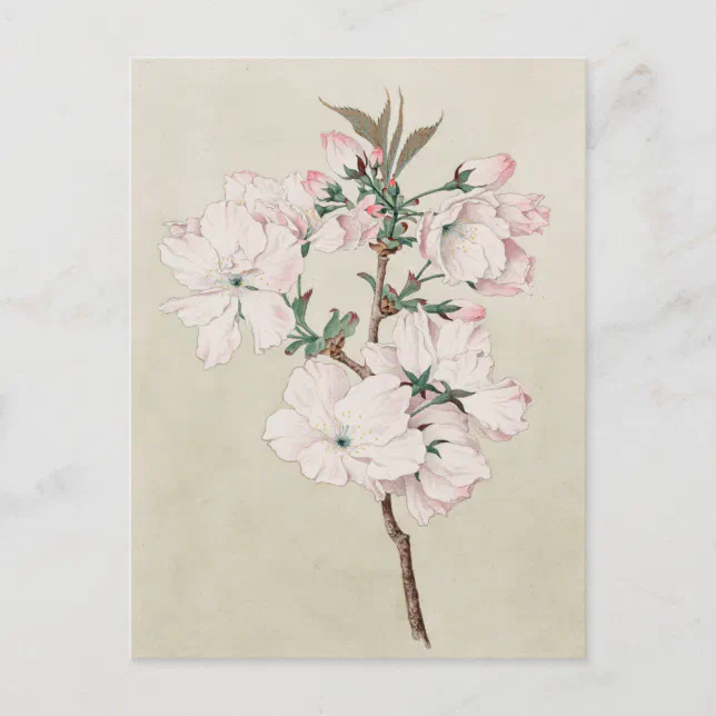 Light Pink Floral Postcard | Zazzle