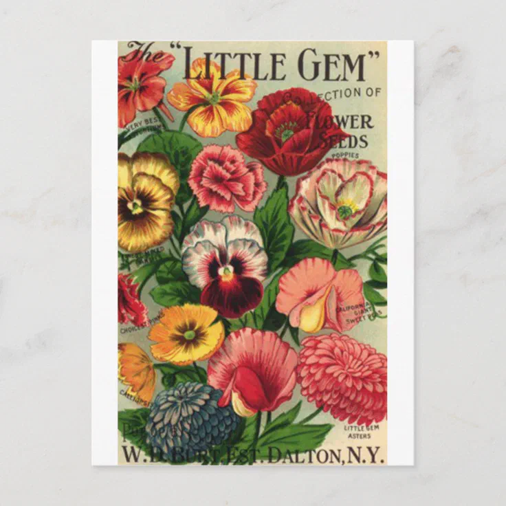lil gem seed pack postcard | Zazzle
