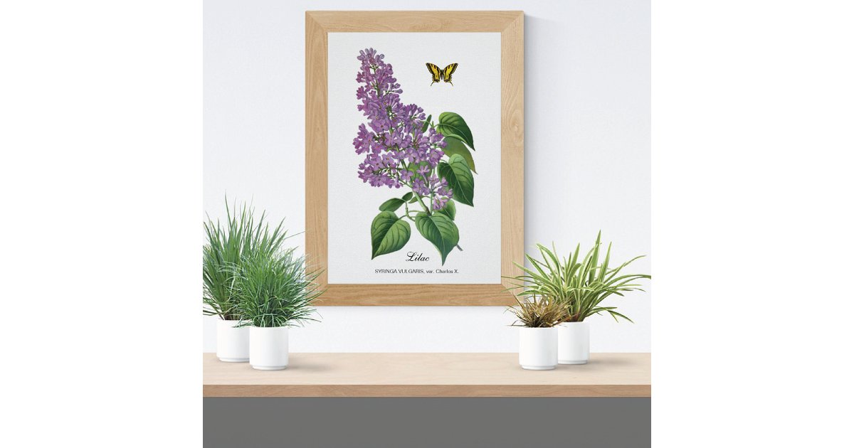 Lilac Butterfly Botanical Jean Bois Poster | Zazzle