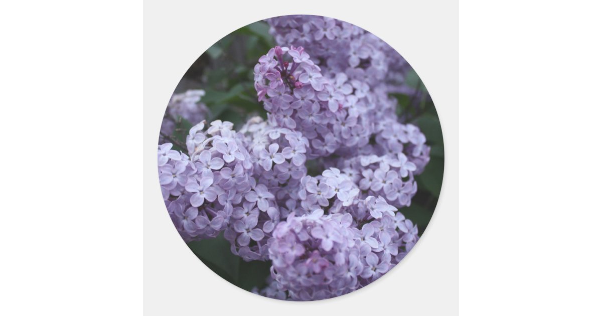 Lilac Flowers Sticker | Zazzle