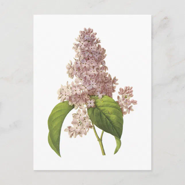 lilac(Syringa sp.) by Redouté Postcard | Zazzle