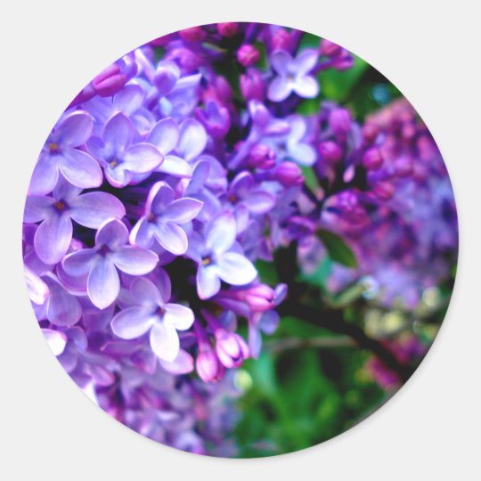 Lilacs Classic Round Sticker | Zazzle.com
