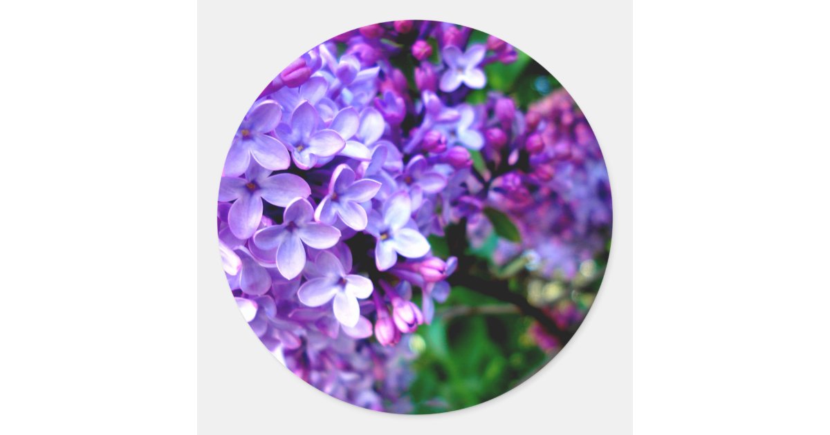 Lilacs Classic Round Sticker | Zazzle