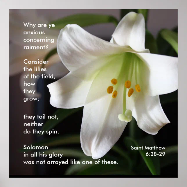 Lilies of the Field - Poster | Zazzle