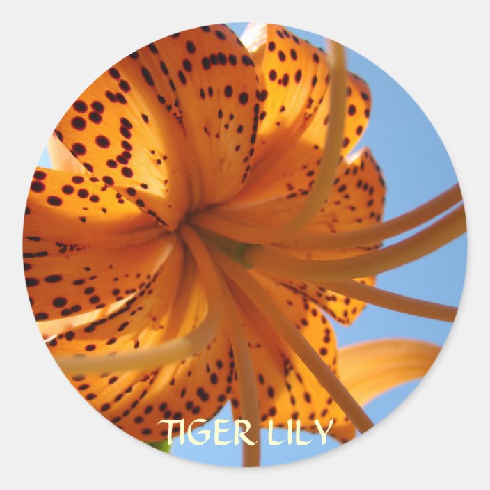 LILIES STICKERS Orange Tiger Lily Flowers Gifts | Zazzle.com