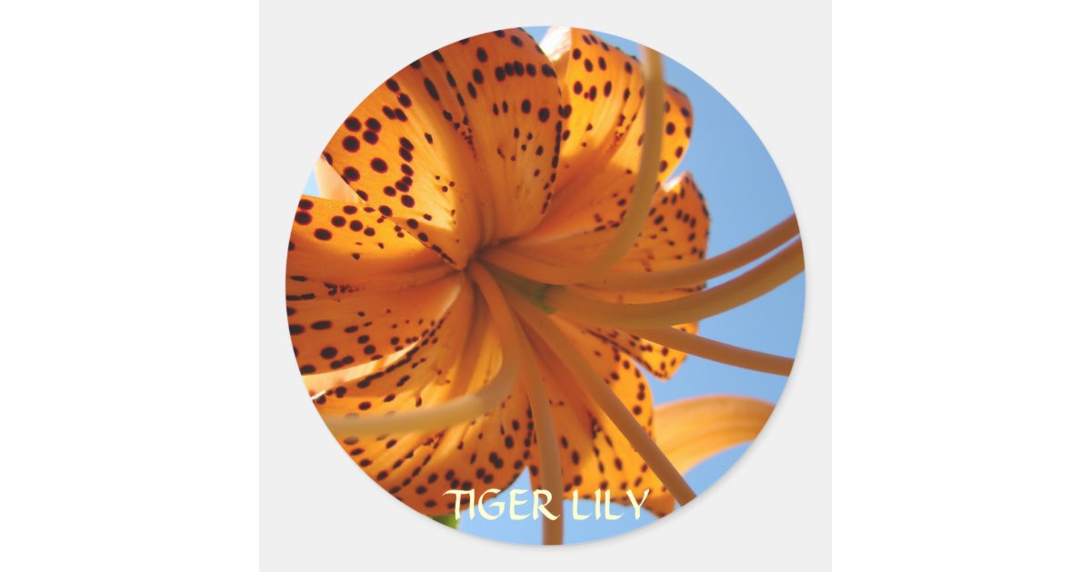 LILIES STICKERS Orange Tiger Lily Flowers Gifts | Zazzle