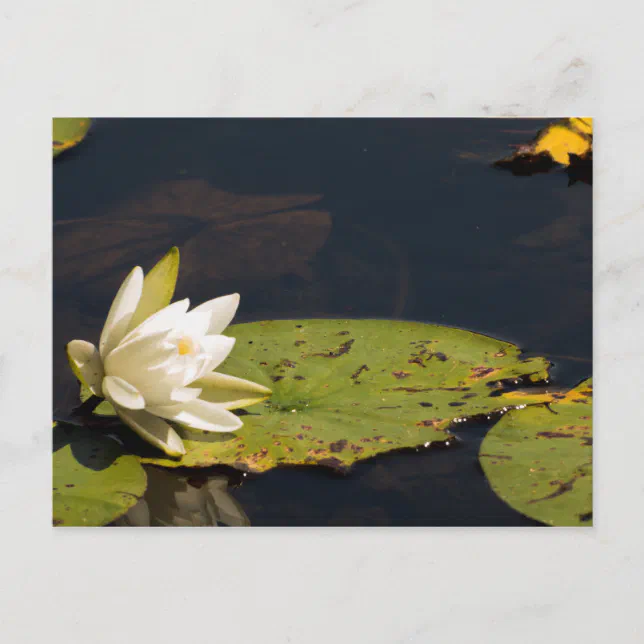 Lilly Pad Postcard | Zazzle