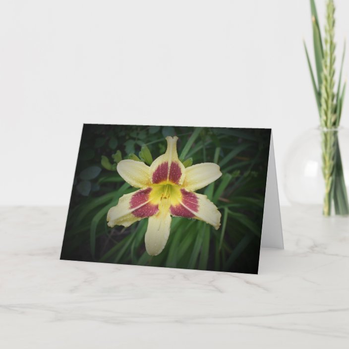 Lily, card | Zazzle.com