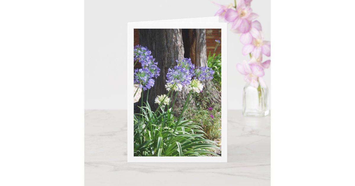 Lily of the Nile, African Lily Card | Zazzle
